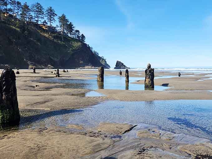 Ancient tree stumps stand like silent sentinels on the beach, guarding secrets from two thousand years ago.