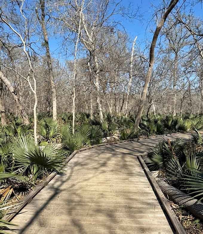 The boardwalk stretches through palmetto groves like a wooden ribbon, keeping your feet dry while nature shows off shamelessly.