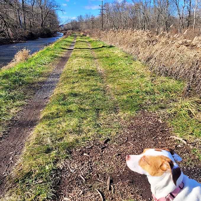 This pup's got the right idea: a riverside trail with fresh air and endless sniffing opportunities ahead.