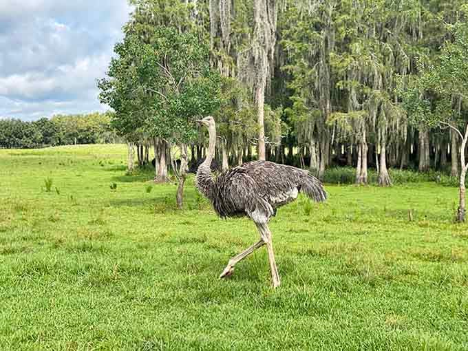An emu struts across green pastures with the confidence of someone who knows they're basically a dinosaur.