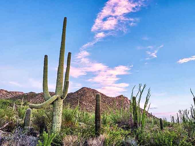 These giant saguaros standing tall against cotton-candy skies have been here longer than your grandparents, maybe even their grandparents.