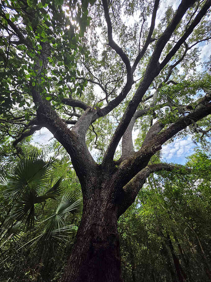 Those twisted branches reach out like gnarled fingers, creating shadows that dance even when the air stands perfectly still.