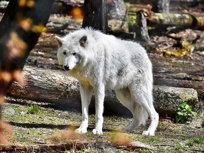 This arctic wolf's piercing gaze reminds you that wild beauty still exists, even in our increasingly tame world.