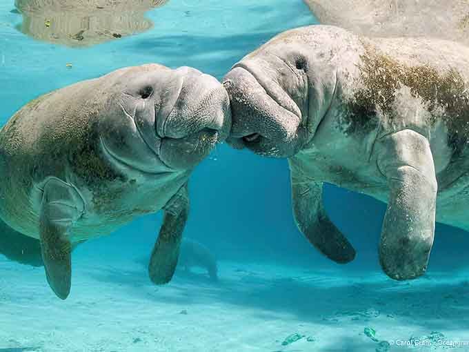 Two manatees share what looks like an underwater kiss in water clearer than most swimming pools.