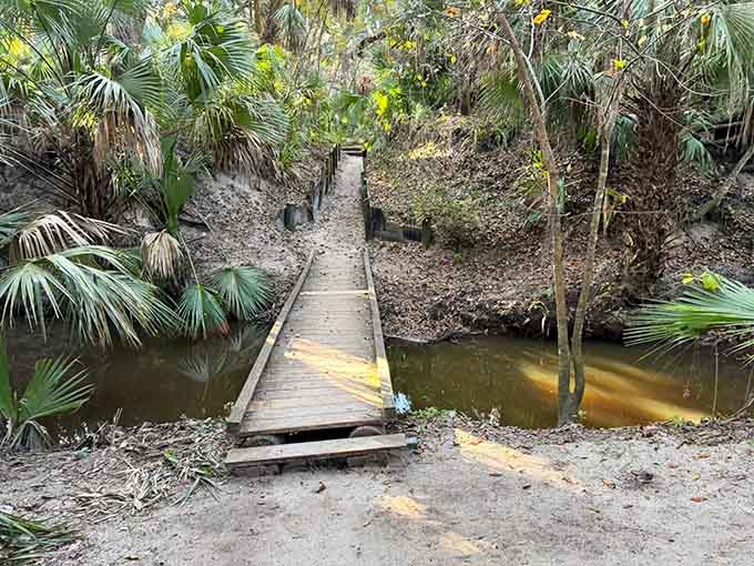The creek meanders through dense vegetation from this wooden footbridge, revealing nature's masterpiece in earth tones and greens.