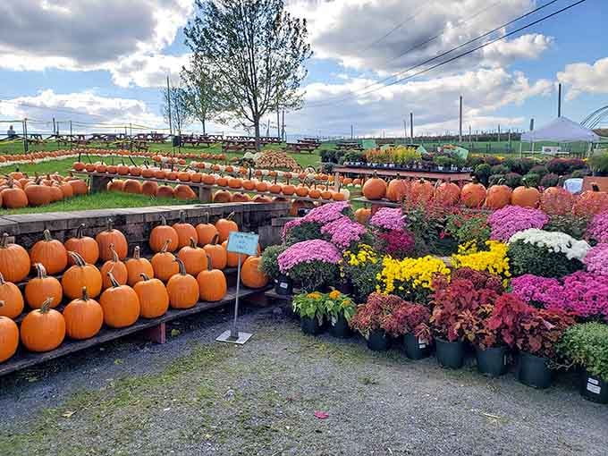 Pumpkins and mums create an autumn explosion of color that makes every Instagram filter completely unnecessary and frankly insulting.