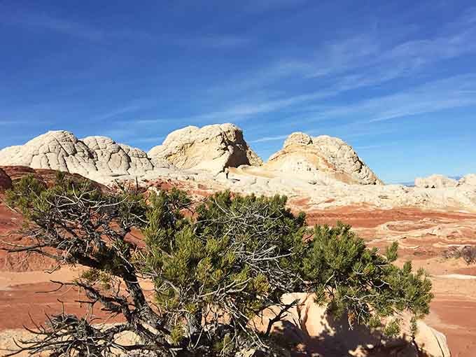 White Pocket's bumpy formations mix with red swirls under blue skies, creating a landscape that looks like abstract art come alive.