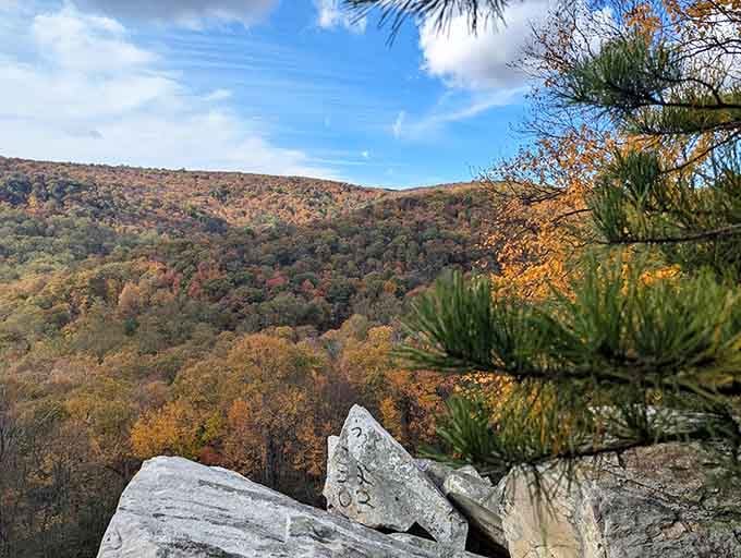 Pine branches frame layered mountains dressed in fall colors, a postcard come to life before your eyes.