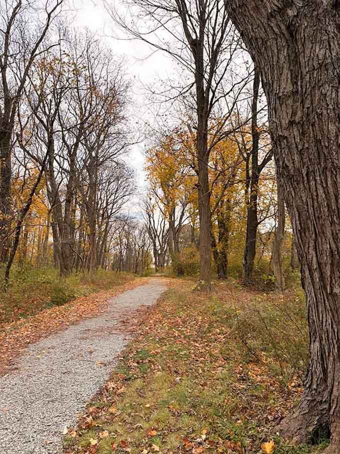 Autumn leaves scatter across the path like nature's confetti, crunching underfoot with every satisfying step you take.