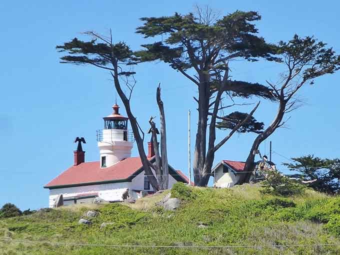 Wind-sculpted cypress trees frame this charming beacon, their twisted branches telling stories of countless Pacific storms weathered together.