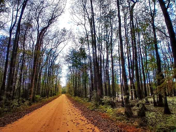 Sunlight filters through bare branches onto rust-colored earth, creating shadows that dance with every footstep forward.