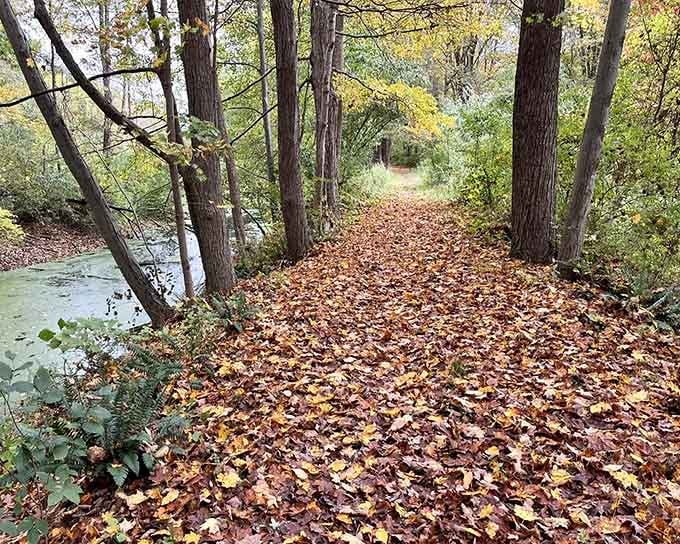 Autumn leaves blanket the waterside path in copper and gold, crunching underfoot like nature's own welcome mat.