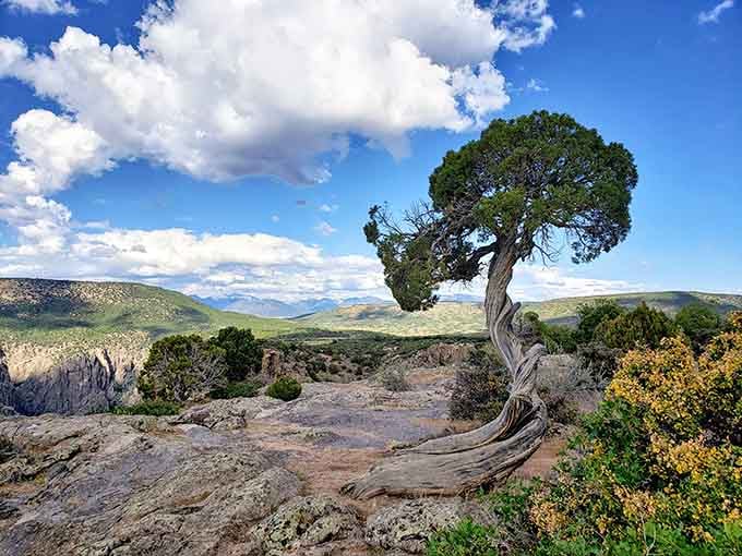 A gnarled juniper clings to canyon's edge, its twisted branches testament to centuries of wind, weather, and sheer determination.