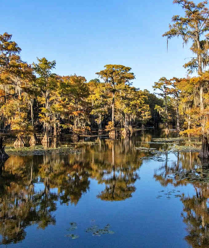 Golden autumn light transforms the swamp into a mirror, doubling the beauty of these ancient trees draped in silvery moss.