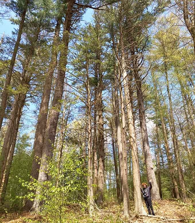 Standing among these ancient giants makes you feel wonderfully small in the most magnificent way possible.