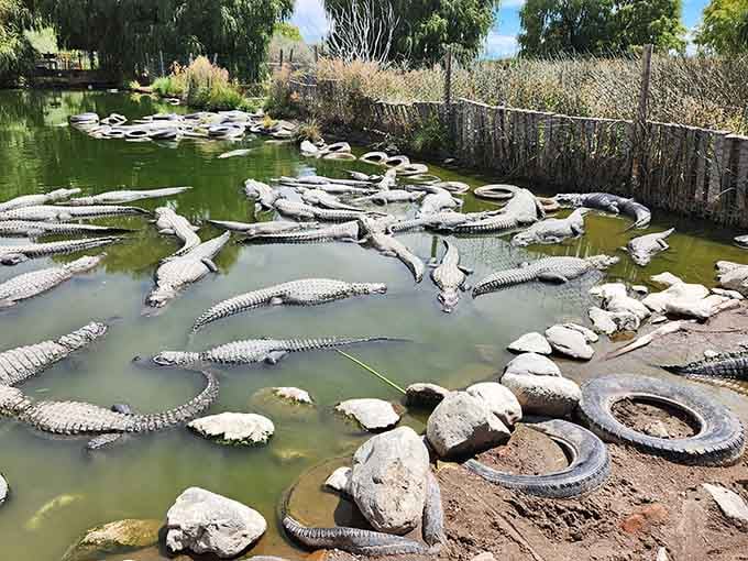 Dozens of gators gather like sunbathers at a resort, their prehistoric forms creating patterns across the water's surface.