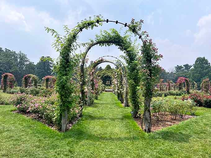 Climbing roses frame these elegant arches, creating a living tunnel that belongs in a Jane Austen novel.