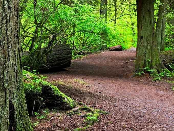 Moss-draped logs and ferns create a fairy-tale setting where even the air feels greener and more alive.