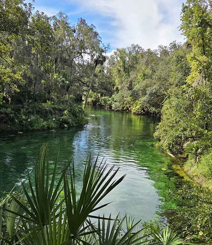 Spanish moss drapes over emerald waters where nature's been putting on the same peaceful show for centuries.