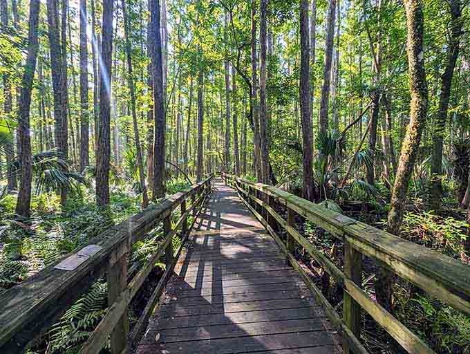The boardwalk winds through towering trees, inviting you to leave your worries at the entrance.