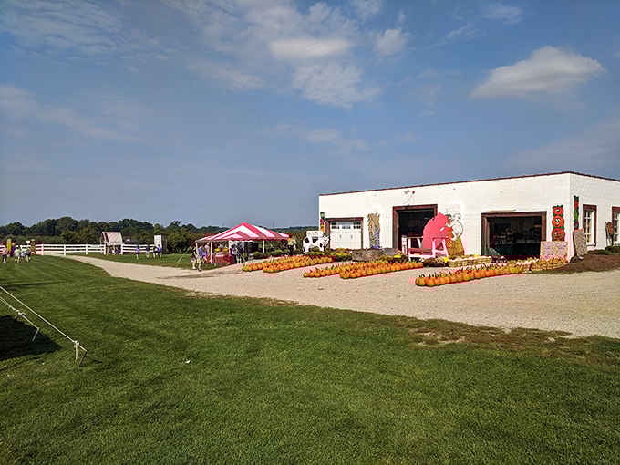 Pumpkins line up like orange soldiers awaiting their autumn assignments while families hunt for the perfect one to take home.