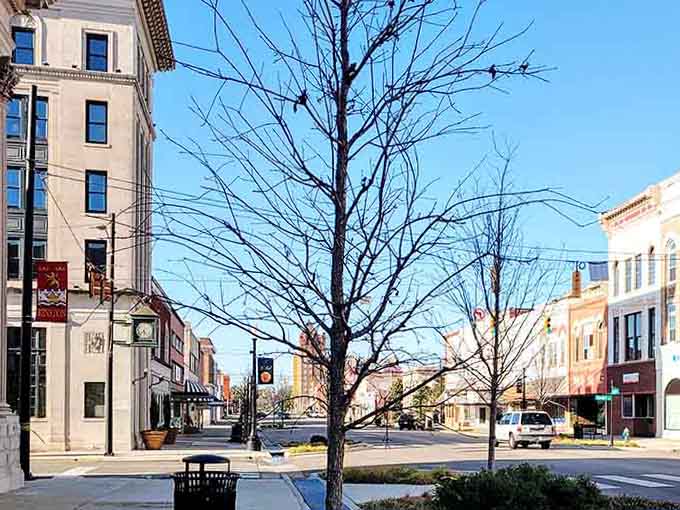 Winter light dances through bare branches, creating the kind of peaceful scene that soothes retirement souls.