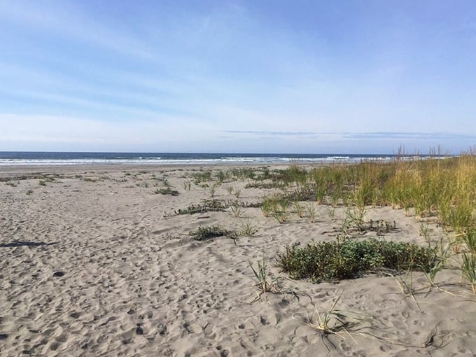 Beach grass sways in the salty breeze while waves roll in steadily, creating the soundtrack of relaxation.