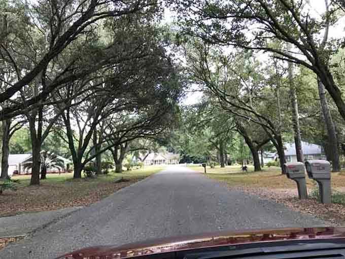 Driving under this canopy of massive oaks feels like entering a secret tunnel to somewhere magical.