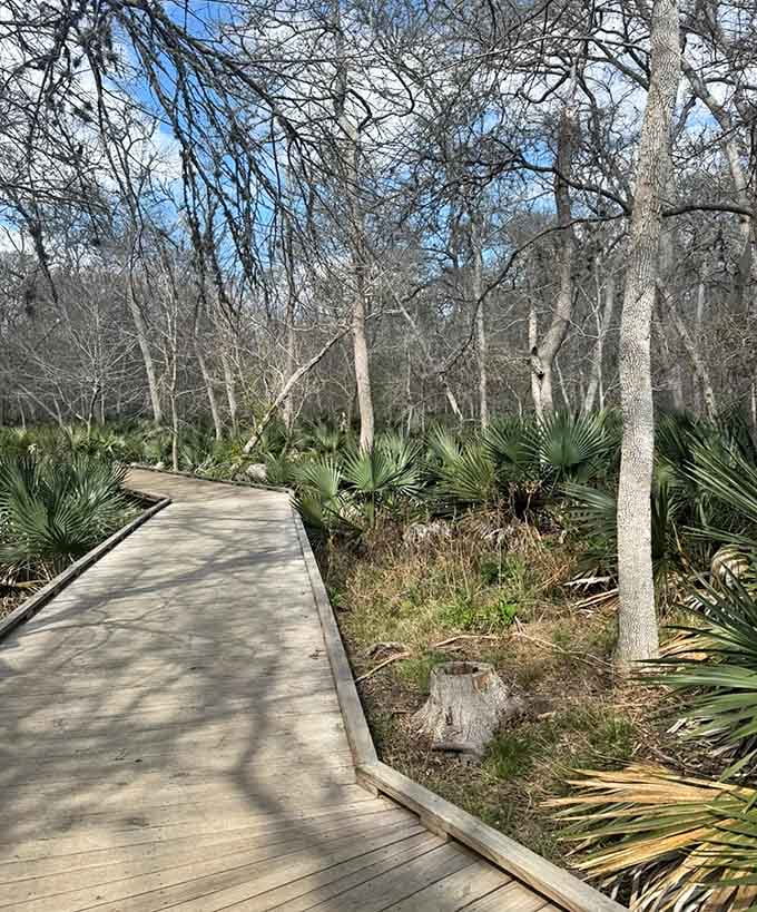 Bare winter trees draped in Spanish moss create an atmospheric scene straight out of a Southern Gothic novel's opening chapter.