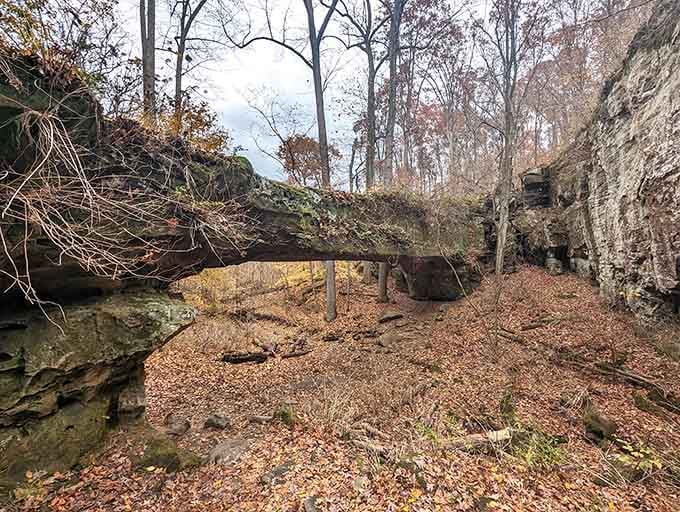The bridge spans overhead while dried leaves crunch underfoot&mdash;a perfect reminder that nature builds better than we ever could.