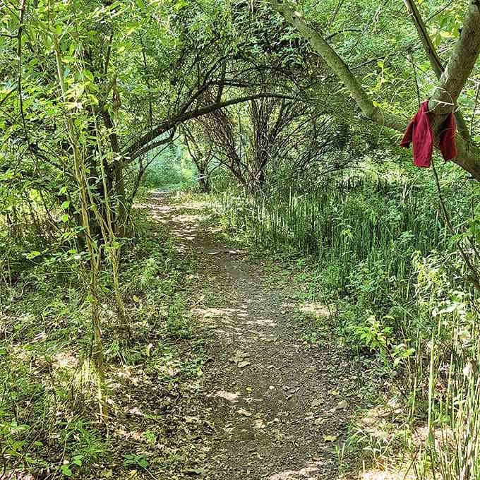 Tall grasses frame a narrow path like nature's own hallway, with a mysterious red marker beckoning you forward.