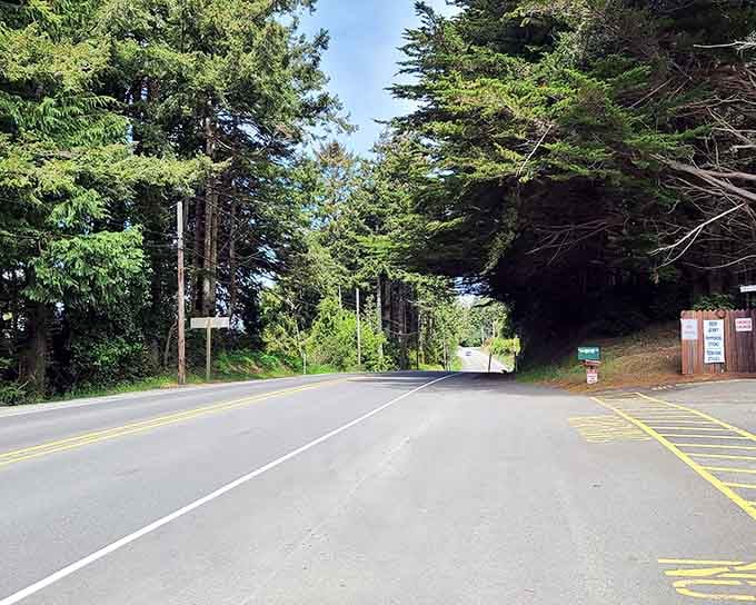 Dense coastal forest creates a green cathedral along this peaceful stretch of Oregon's scenic byway.