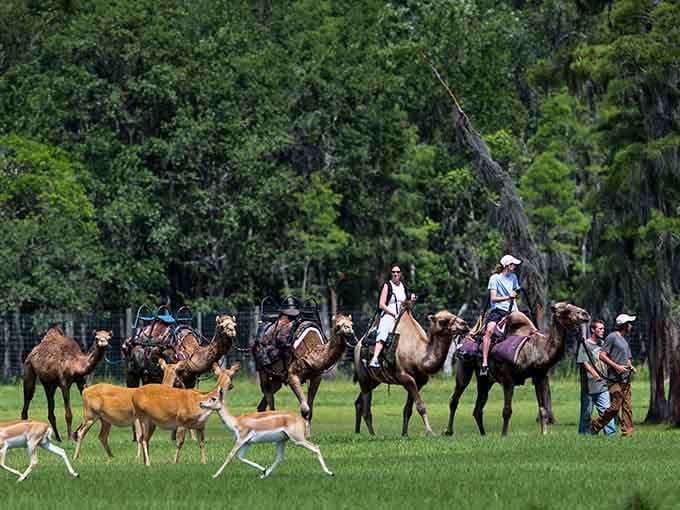 Camel caravans winding through Florida grasslands prove adventure doesn't require a passport or long plane ride.