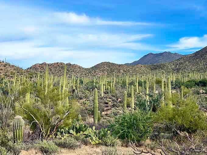 A whole army of saguaros marching across the desert landscape, each one a silent sentinel of the Southwest.