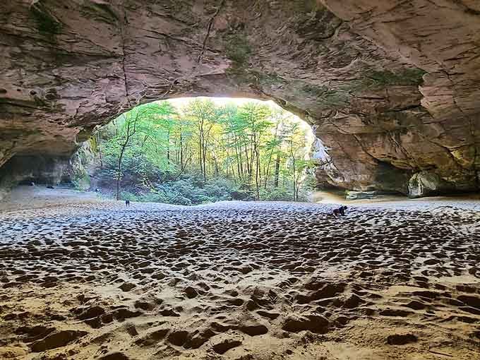The cave's massive opening frames the forest beyond like looking through nature's own picture window into a living landscape painting.
