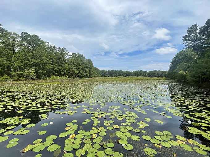 The wildlife refuge stretches endlessly under blue skies, offering nature's quiet beauty in every peaceful direction you look.
