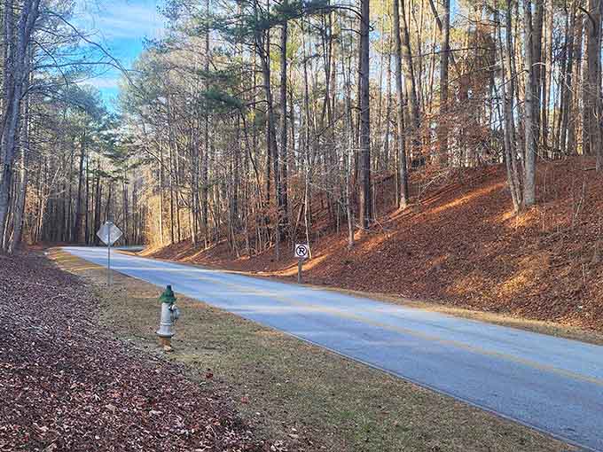 Tall pines create natural walls along this peaceful stretch where the world feels wonderfully far away.
