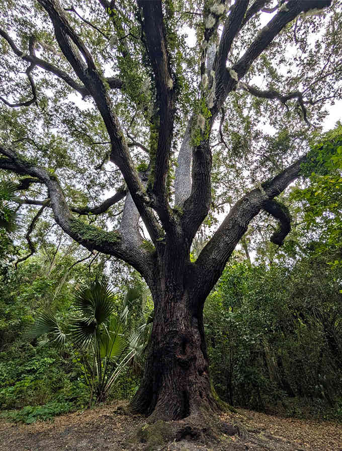 The massive trunk and sprawling limbs of this ancient oak command respect from everyone who passes beneath its canopy.