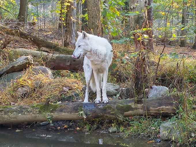 Perched on fallen timber, this magnificent white wolf surveys its domain with the confidence of true wilderness royalty.