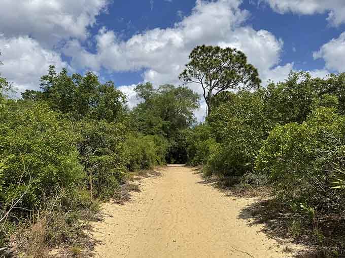 The sandy trail stretches forward under blue skies, inviting wanderers to discover what lies beyond that next bend.