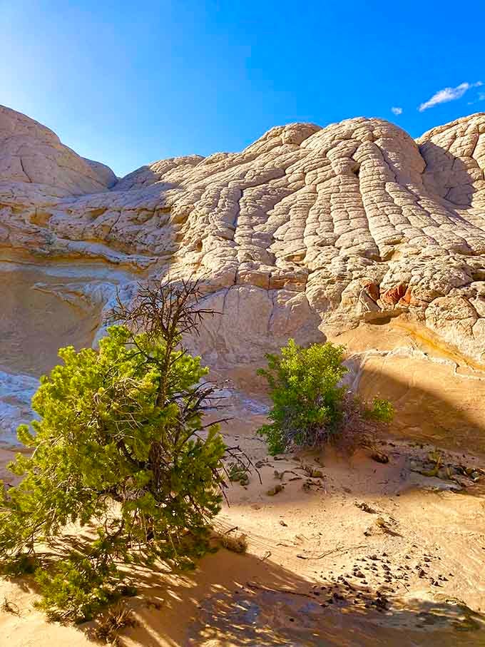 These brain-like formations look like something from another planet, swirled in cream and coral like fancy gelato flavors.