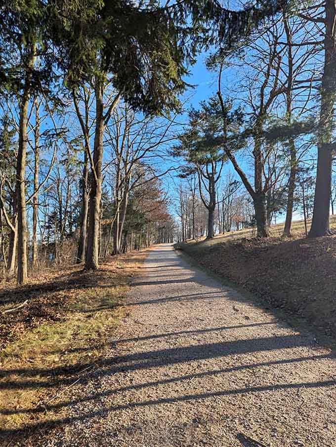 Morning light streams through bare branches, casting long shadows that dance across this peaceful woodland trail ahead.