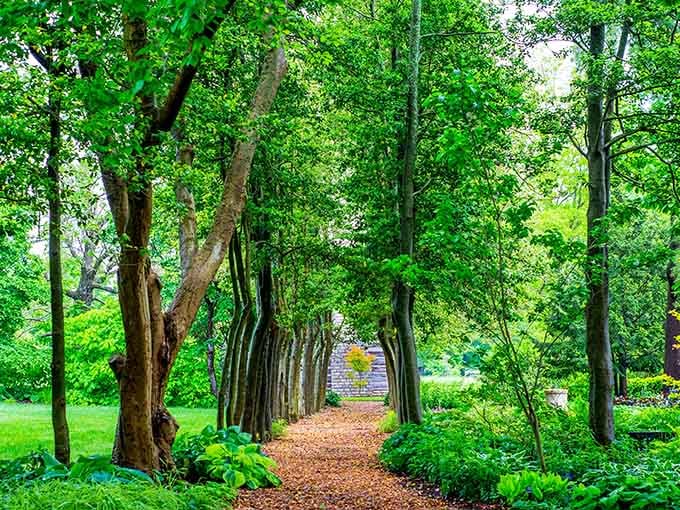 A tree-lined cathedral beckons visitors down this enchanted pathway toward botanical discoveries and peaceful moments.
