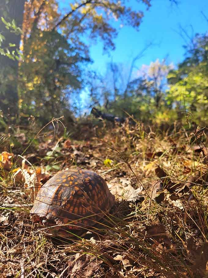 Even the local wildlife appreciates a good Pennsylvania afternoon, taking it slow like the rest of us should.