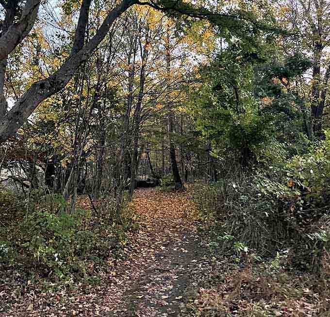 Autumn leaves carpet the trail like nature's confetti celebrating another perfect day at the lookout.