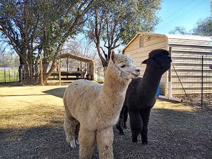 These two prove that opposites attract, even in the alpaca world where fleece color means everything.