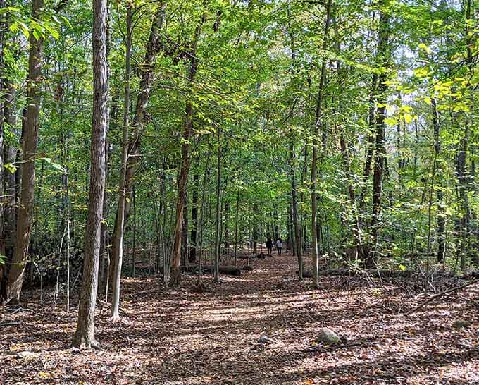 These towering trees create a natural cathedral that's been standing longer than most of our problems.