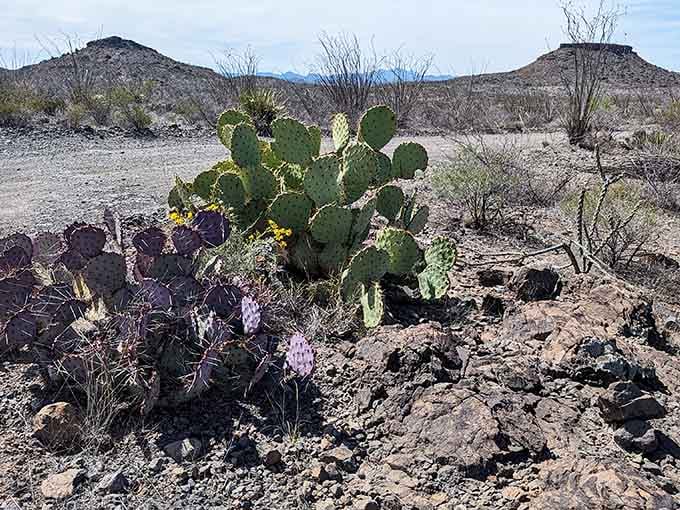Desert blooms prove that even the harshest environments can surprise you with unexpected bursts of colorful beauty.