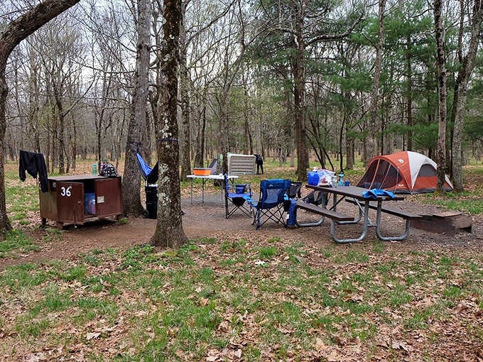 Your home away from home, complete with bear-proof storage because apparently bears didn't get the memo about personal boundaries.