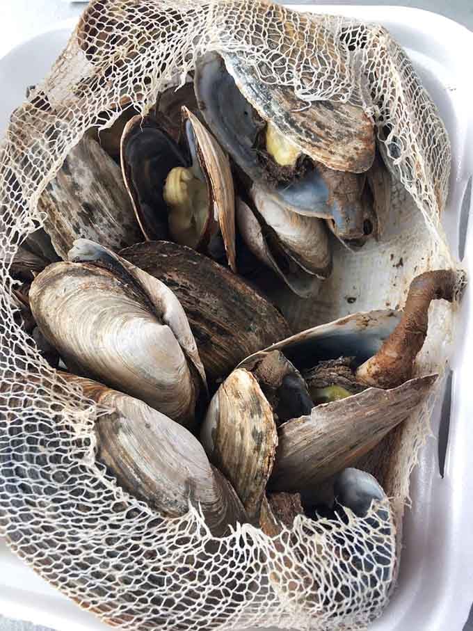 Fresh steamers in their net bag look like they just finished swimming laps in the Pattaconk River moments ago.